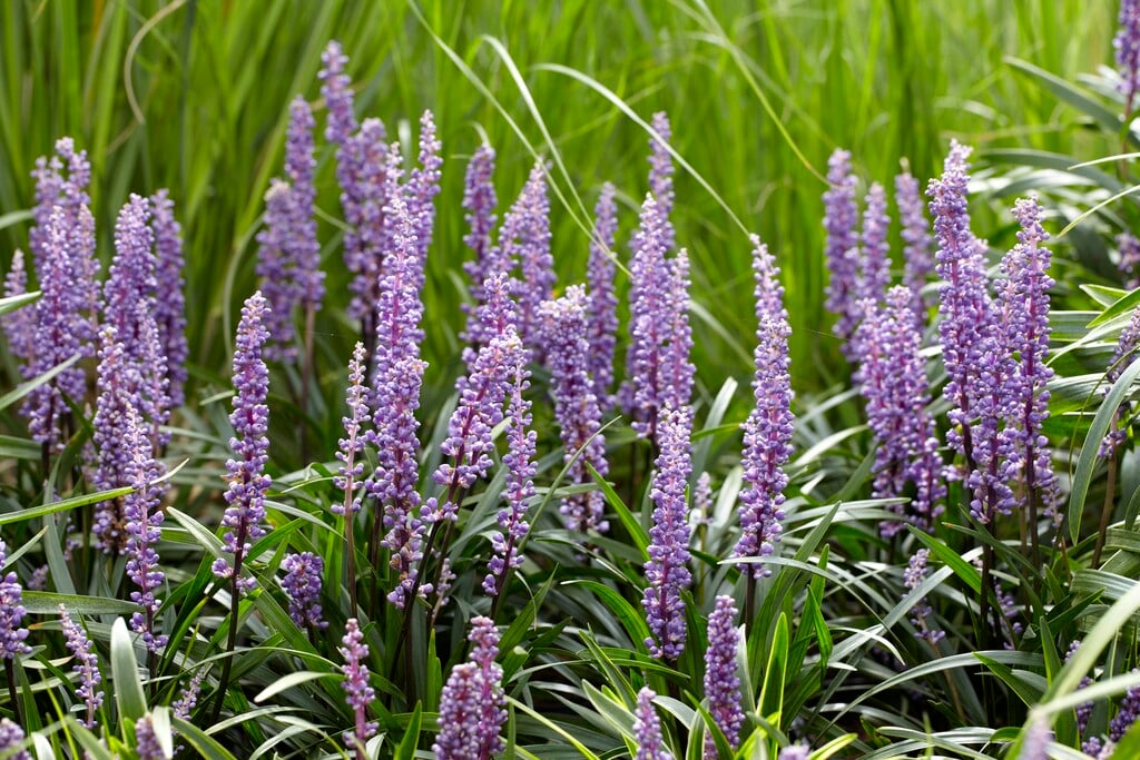 Liriope Muscari Rhs