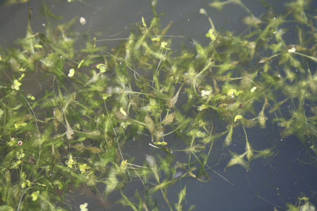 Lemna trisulca | ivy-leaved duckweed /RHS