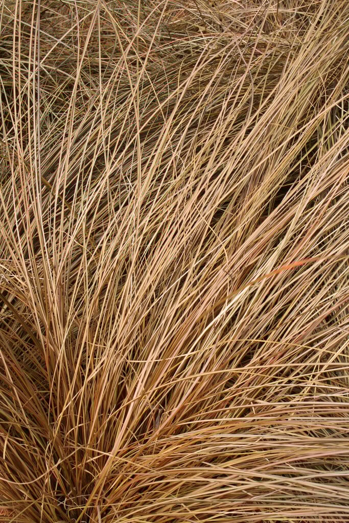 Carex comans bronze-leaved | bronze New Zealand hair sedge Grass Like ...